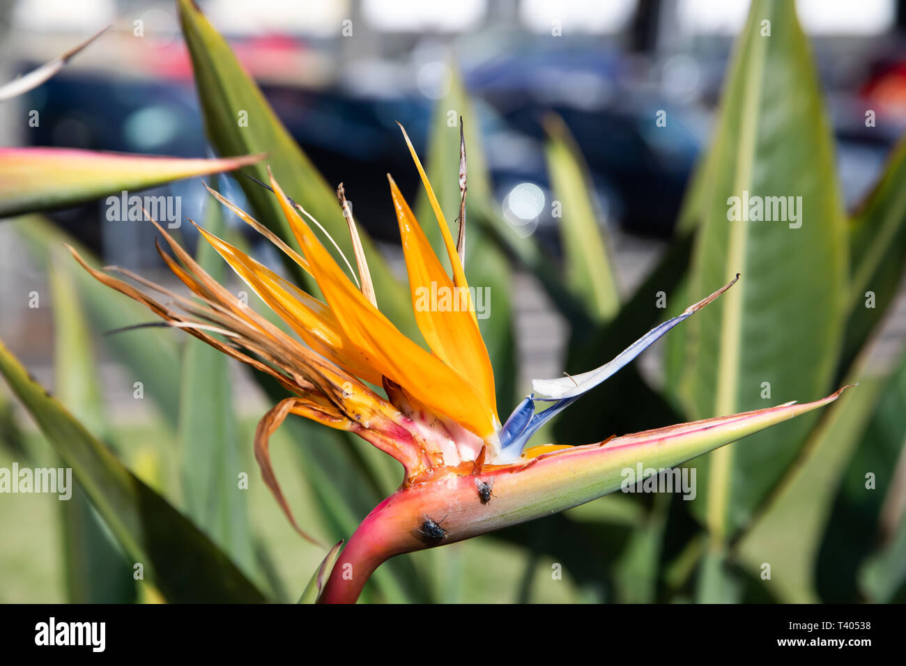 Strelitzia building hi-res stock photography and images - Alamy