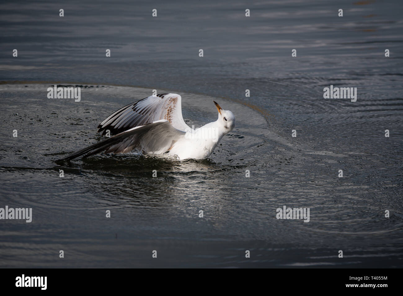 Gull fishing at Lackford Lakes Stock Photo - Alamy