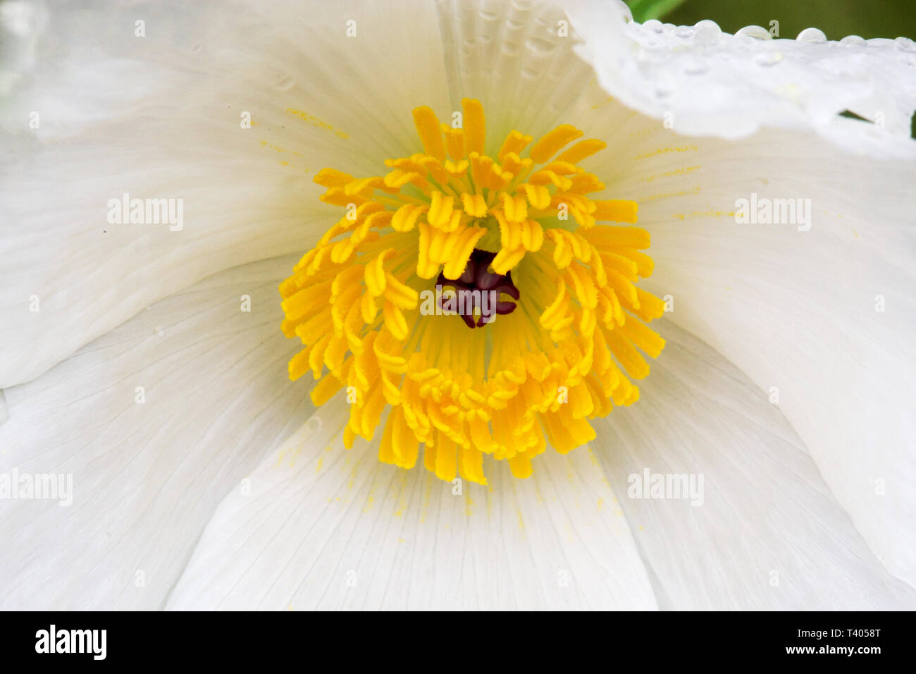 White poppy hi-res stock photography and images - Alamy