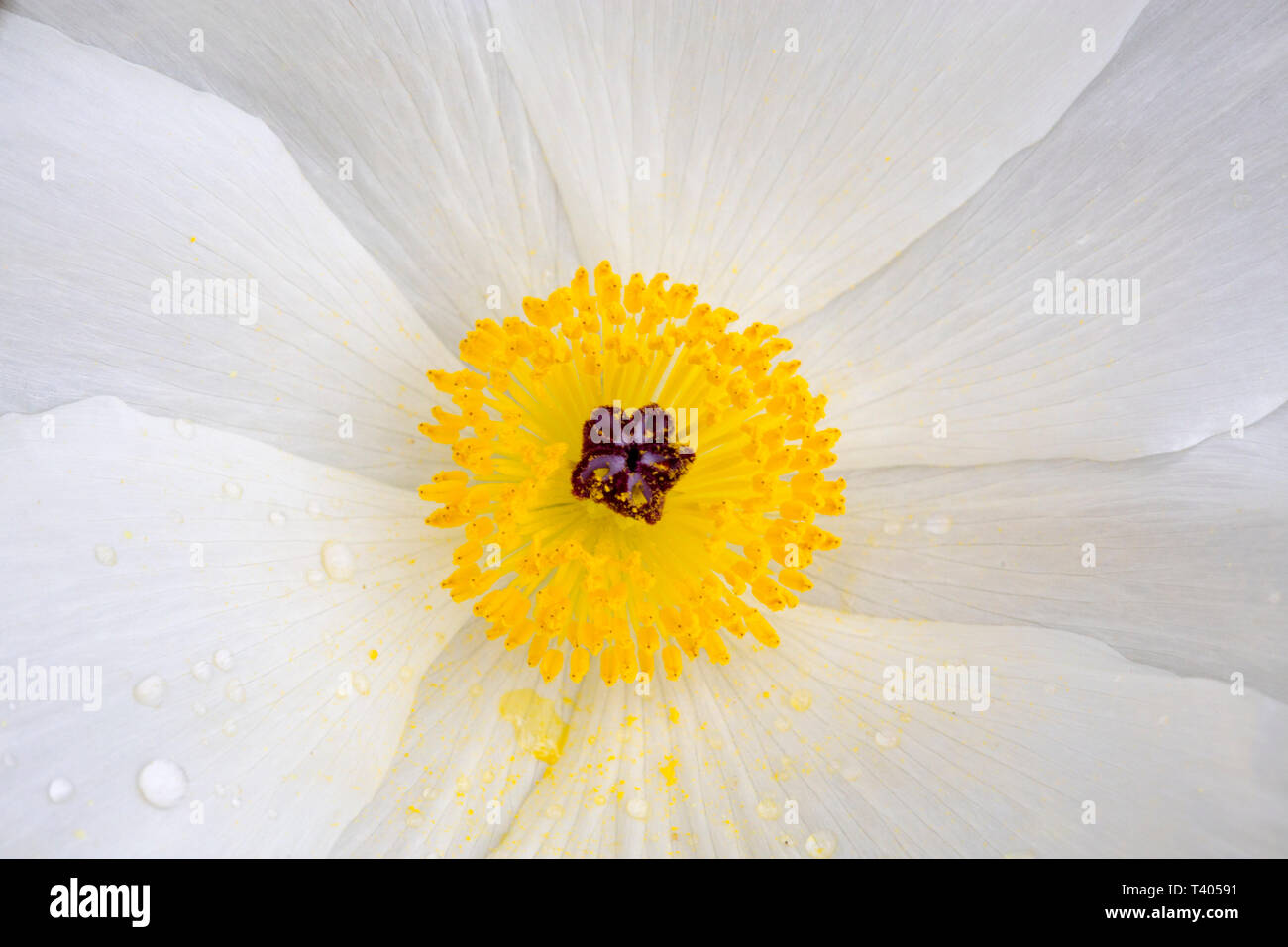White poppy hi-res stock photography and images - Alamy