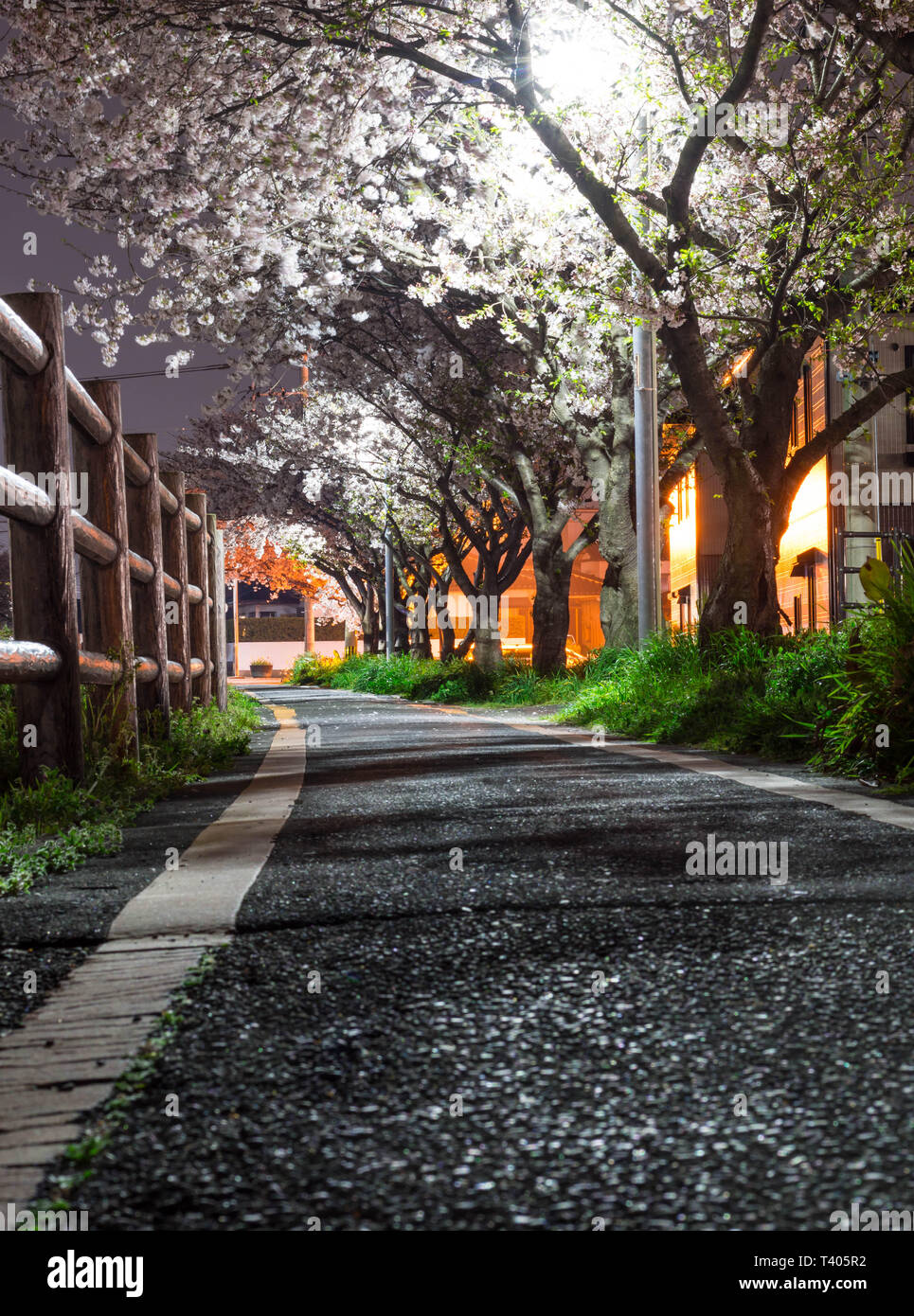 Night image of a foot and walking path with cherry blossom flowers lit ...