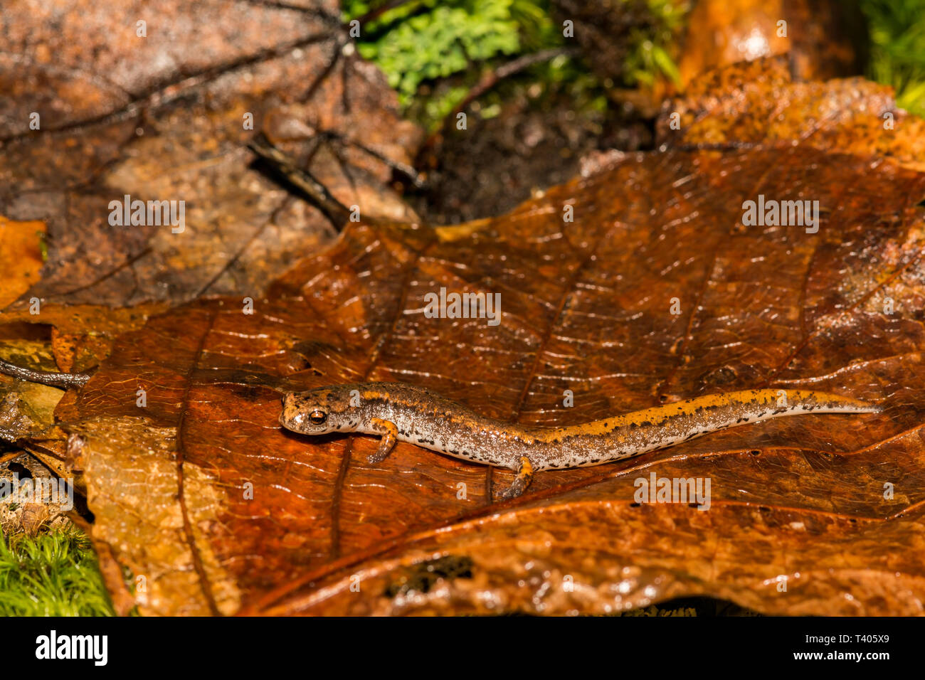 Four-toed Salamander (Hemidactylium scutatum Stock Photo - Alamy