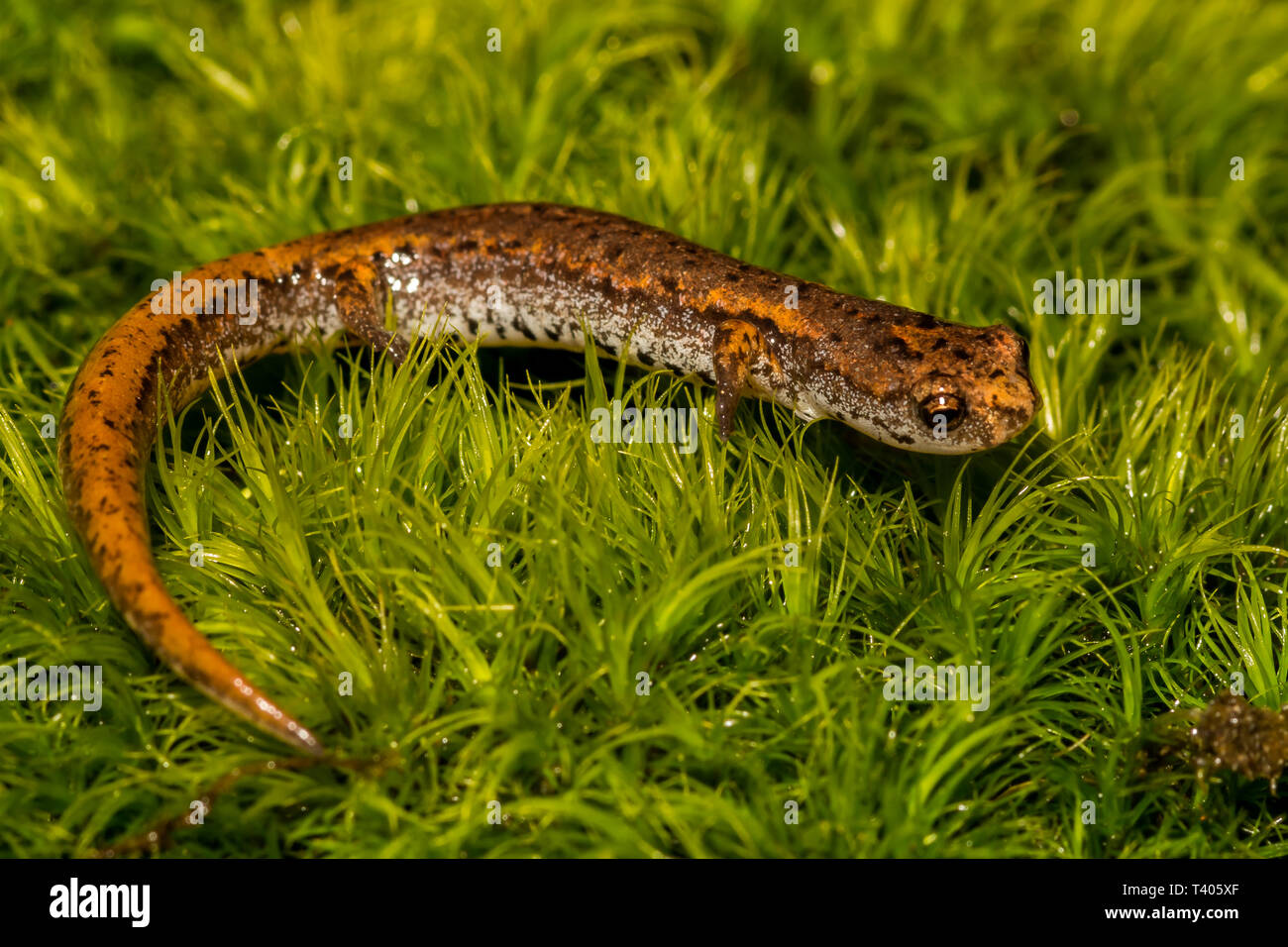 Four-toed Salamander (Hemidactylium scutatum Stock Photo - Alamy