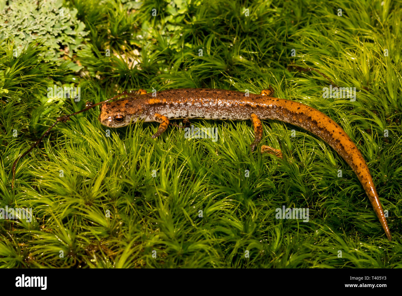 Four Toed Salamander