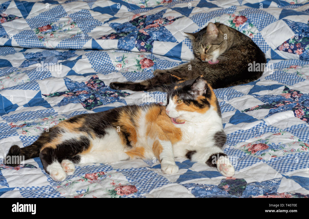 Calico cats hi-res stock photography and images - Alamy