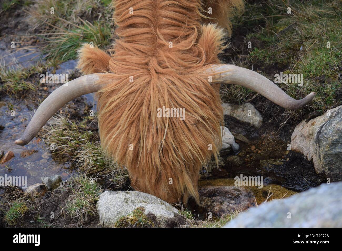 Highland cow drinking Stock Photo - Alamy