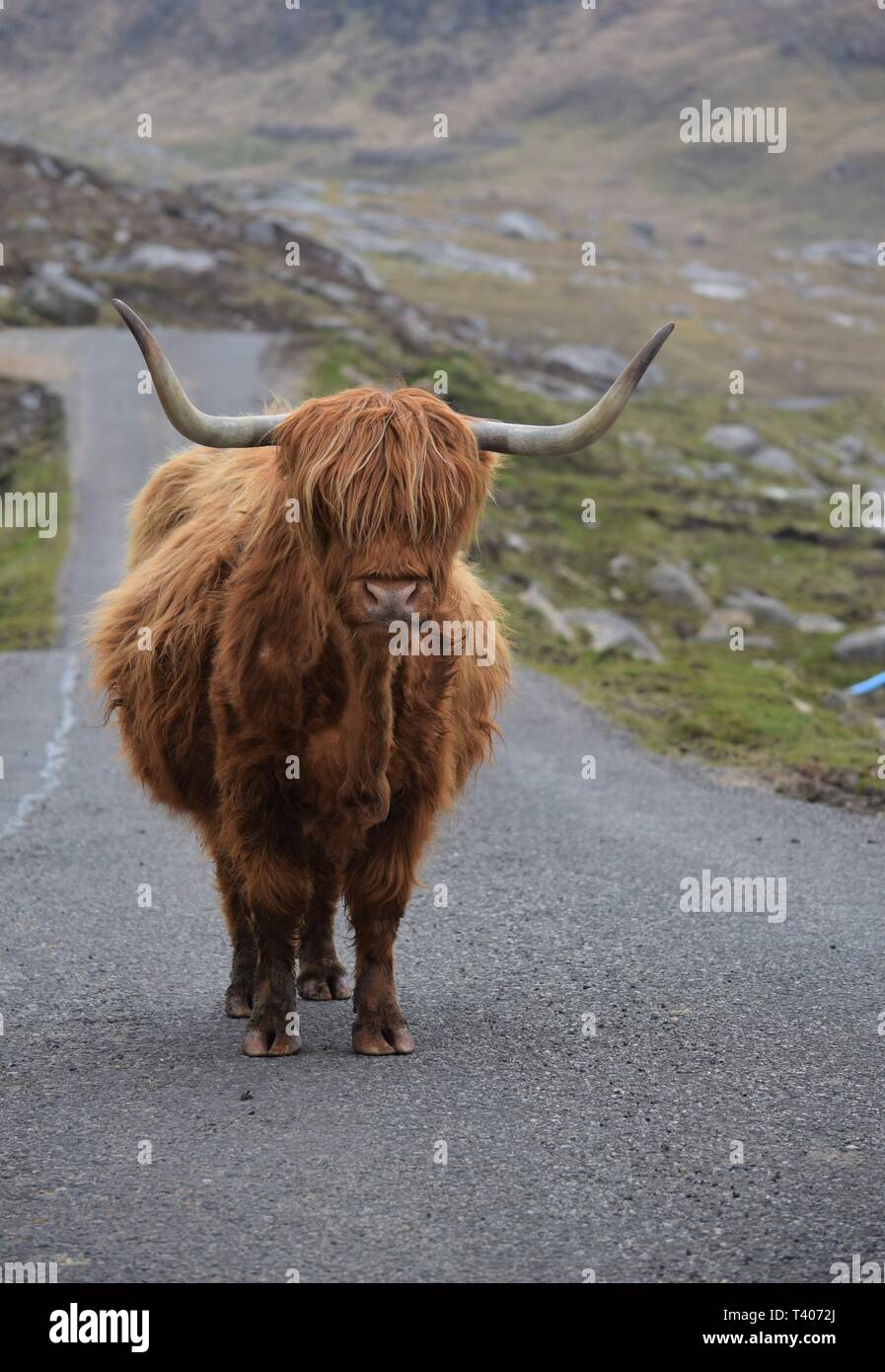 Highland Cow on the road, Scotland Stock Photo - Alamy