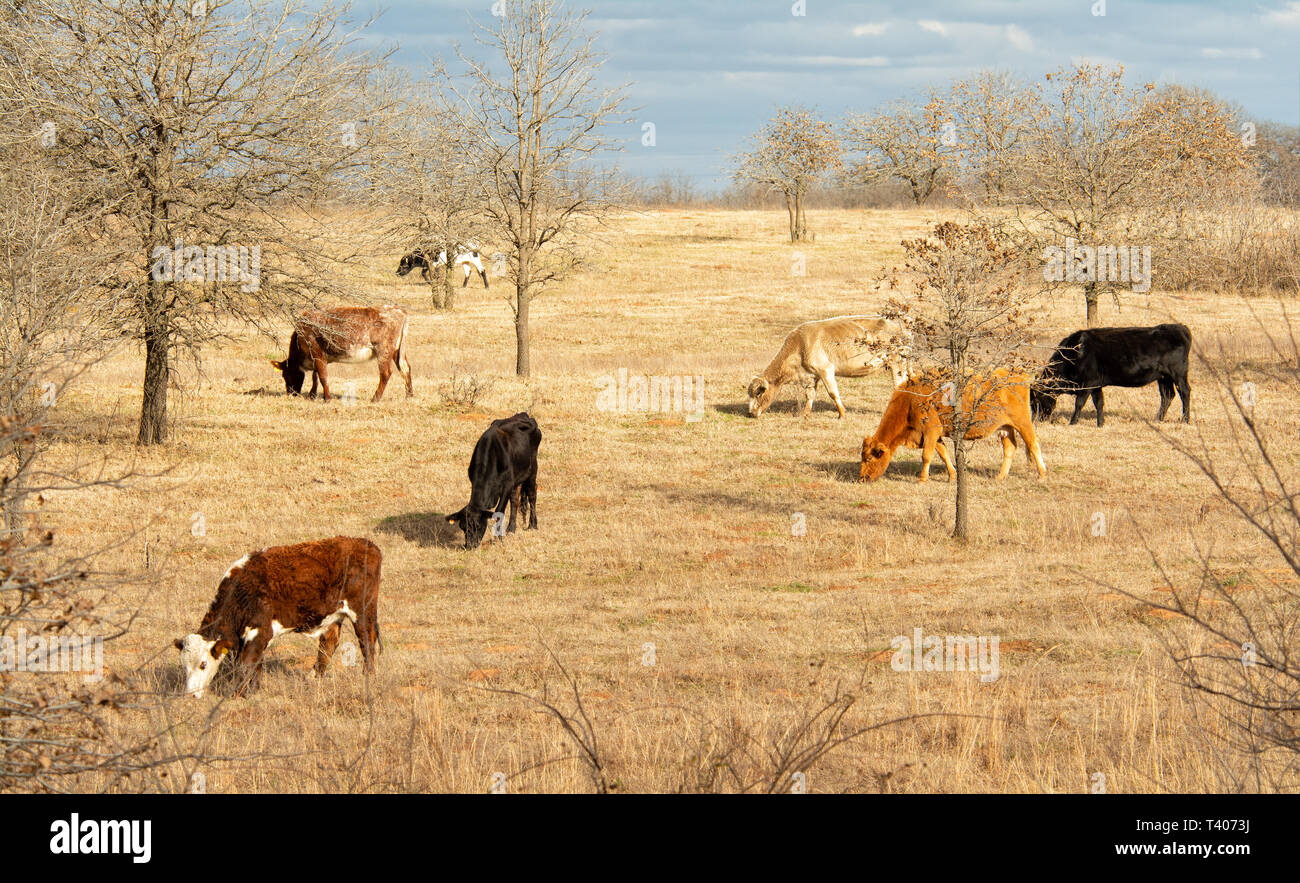 Colorful cattle grazing on a sunny hillside pasture in late winter ...