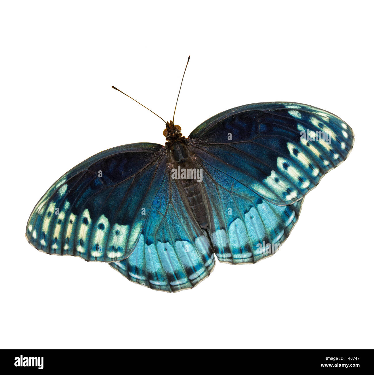 Female Diana Fritillary butterfly isolated on white Stock Photo - Alamy