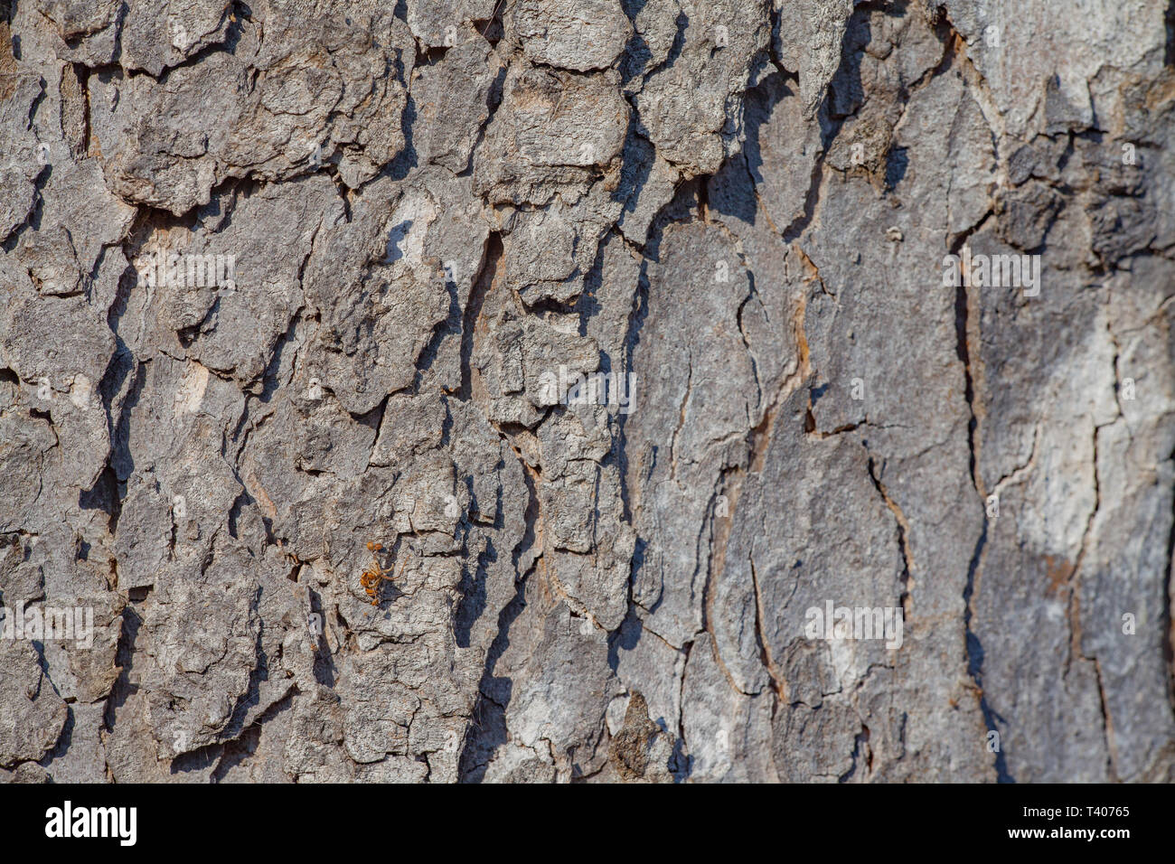 Tree bark tree bark texture background sunshine plant hi-res stock ...