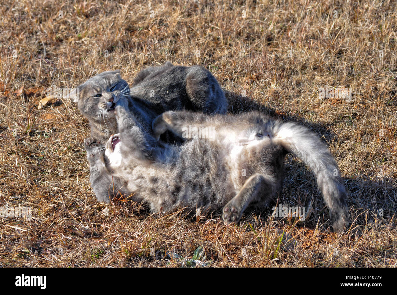 Cats fighting hi-res stock photography and images - Alamy