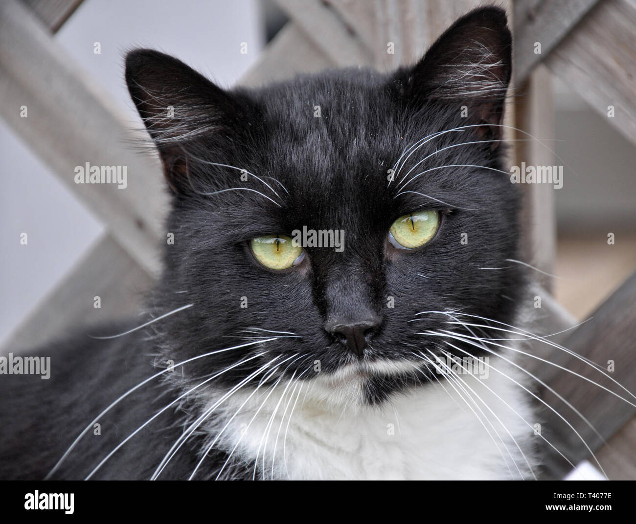 Tuxedo portrait hi-res stock photography and images - Alamy