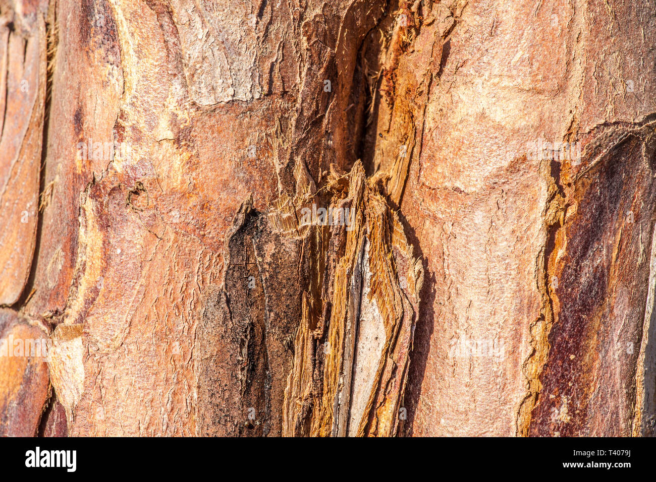 Gray brown bark hi-res stock photography and images - Alamy