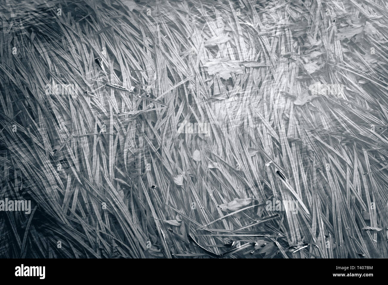 Surface of pond covered with melting ice. Last spring ice texture with ...