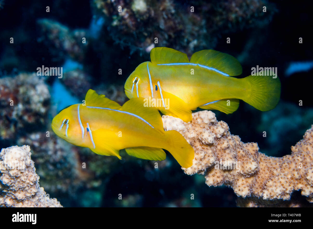 Lemon goby gobiodon citrinus hi-res stock photography and images - Alamy
