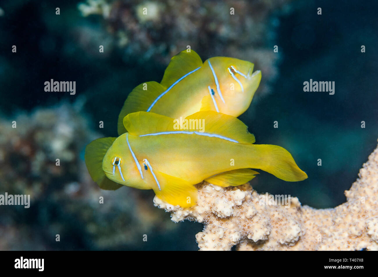 Yellow Clown Goby