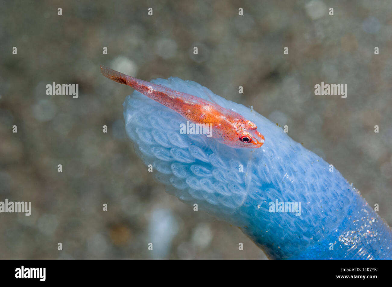 Tropical fish indonesia hi-res stock photography and images - Alamy