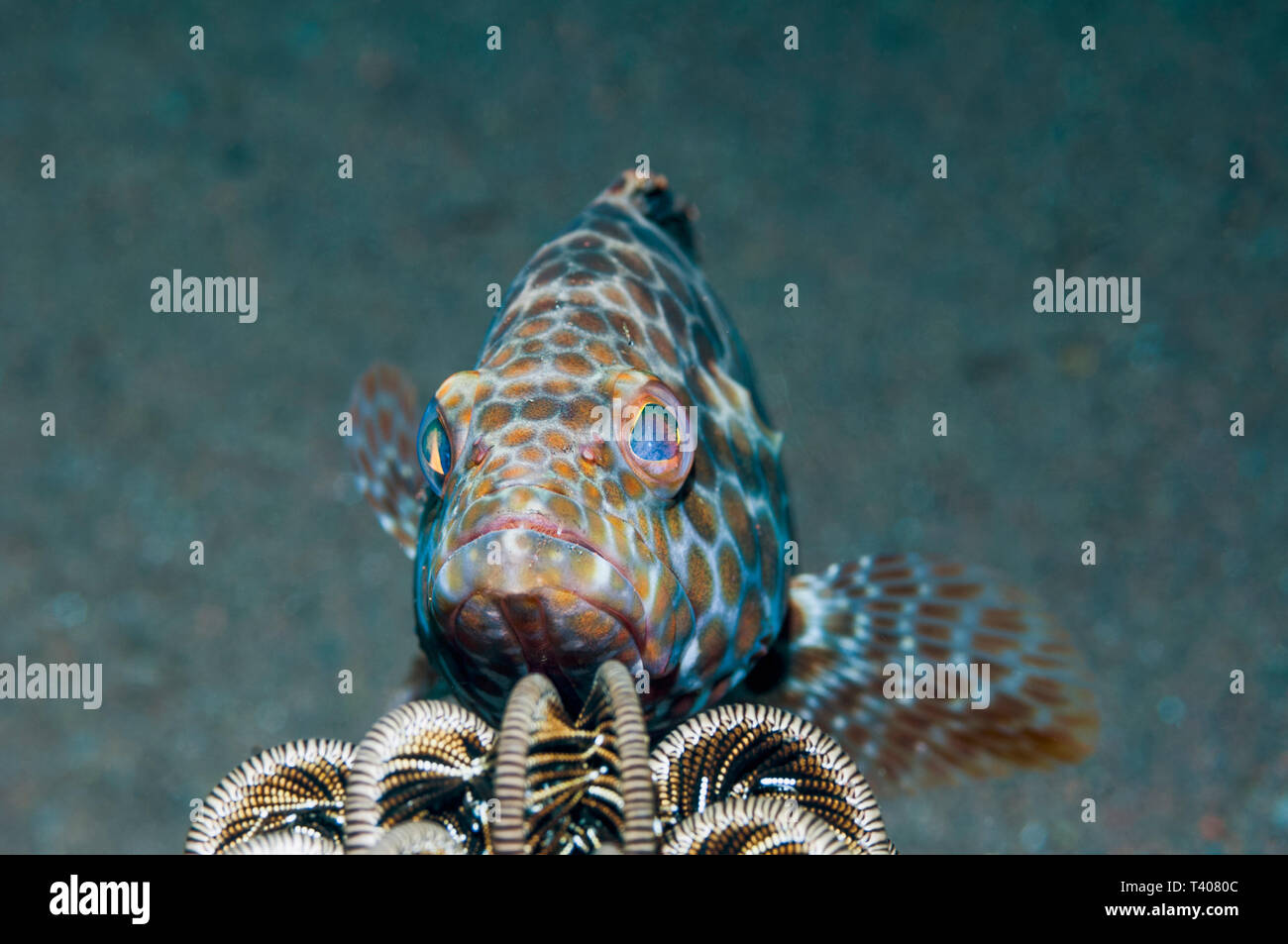 Squaretail rockcod hi-res stock photography and images - Alamy