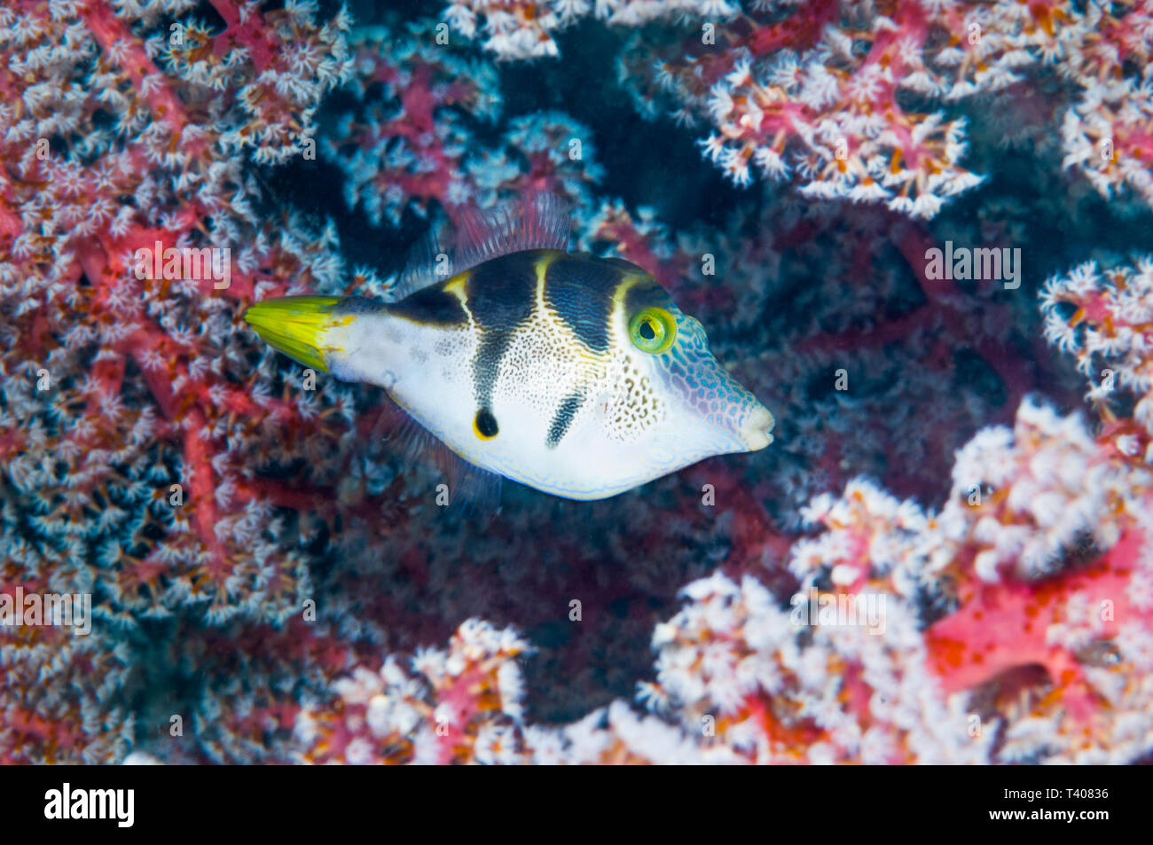Mimic filefish [Paraluteres prionurus]. Komodo National Park, Indonesia ...