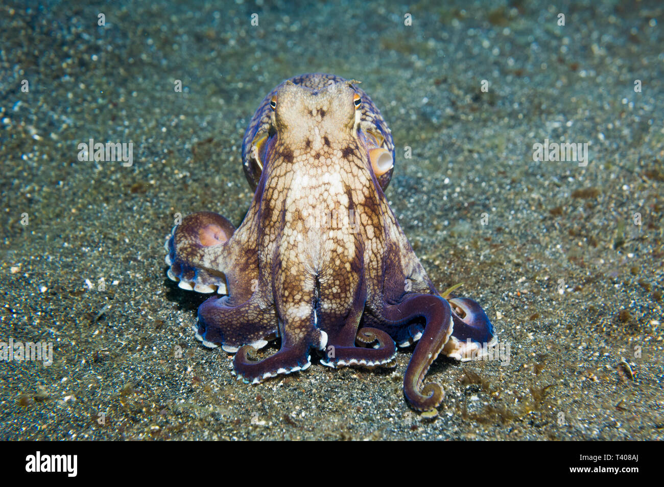 Veined or Coconut octopus [Amphioctopus marginatus]. Lembeh Strait ...