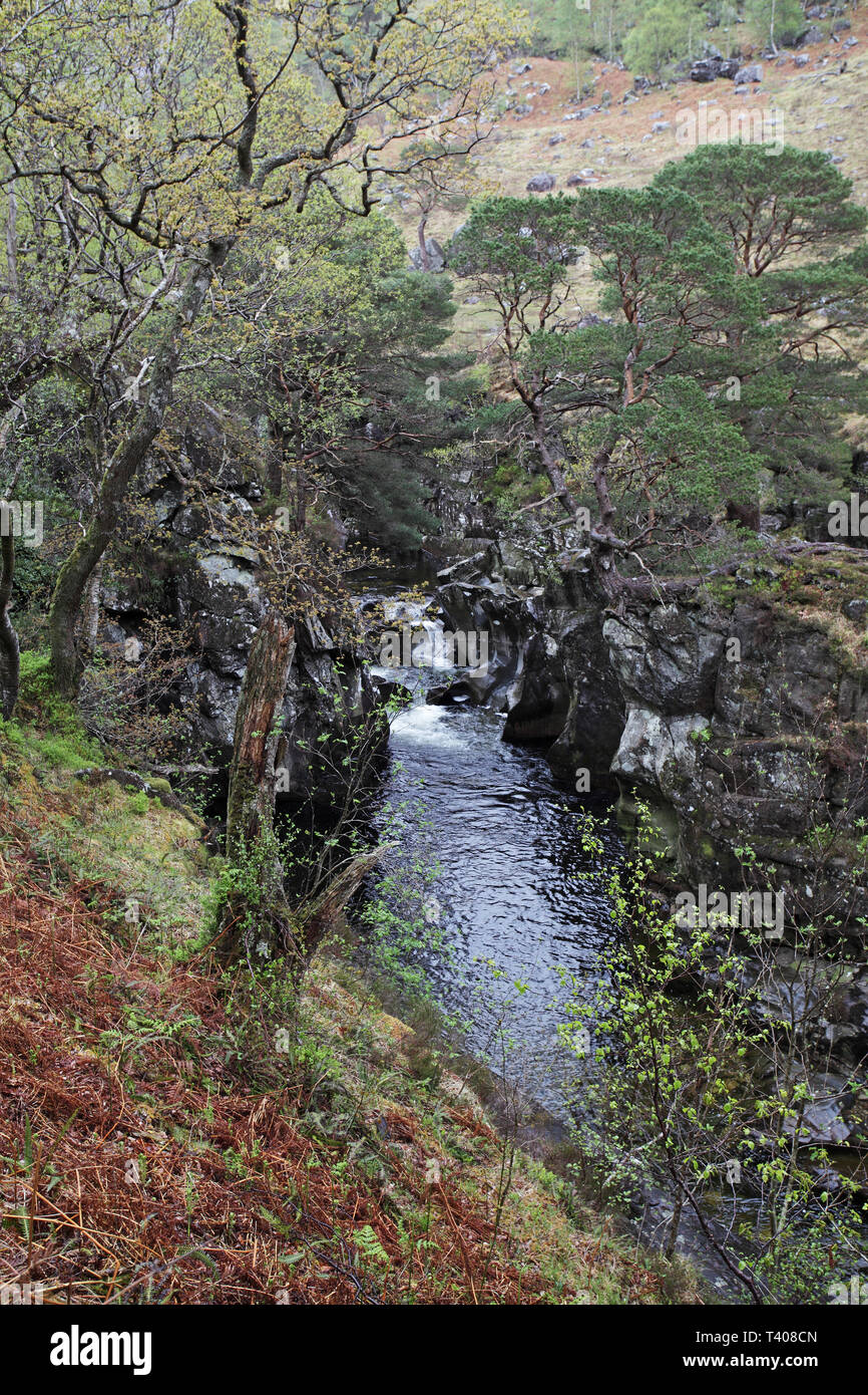 Juniper scotland hi-res stock photography and images - Alamy