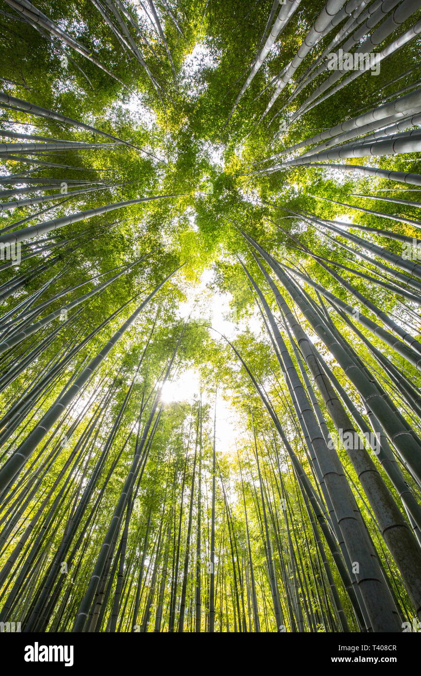 Bamboo forest japan hi-res stock photography and images - Alamy
