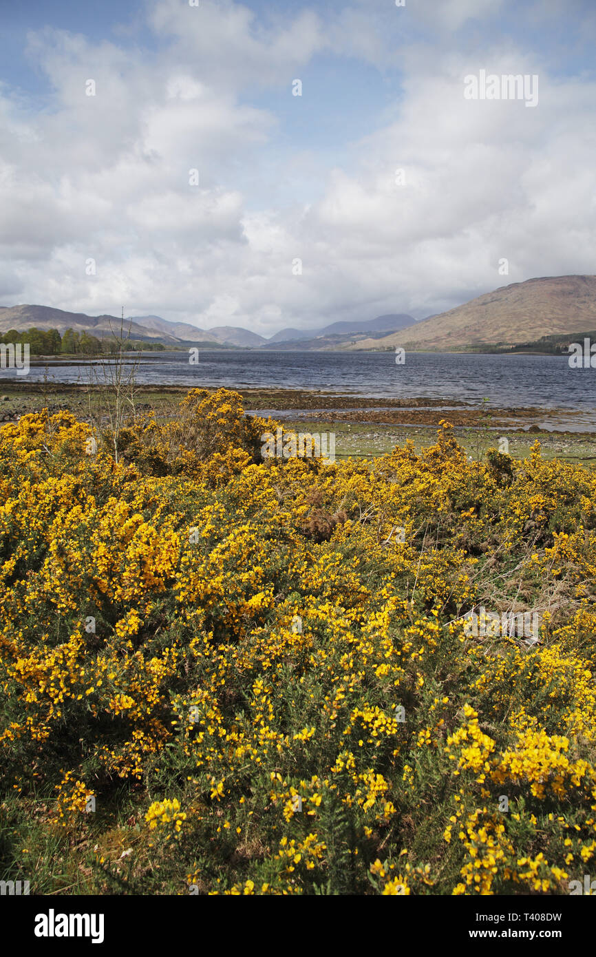 Ulex europaea uk hi-res stock photography and images - Alamy