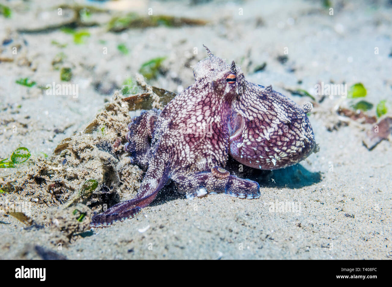 Coconut octopus or Veined octopus [Octopus marginatus]. Ambon ...