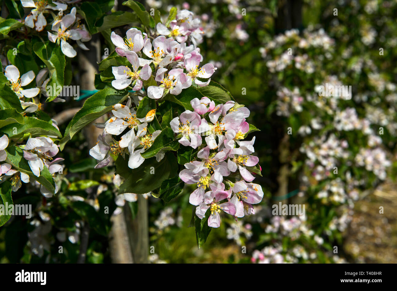 Switzerland apple trees fruit trees hi-res stock photography and images ...