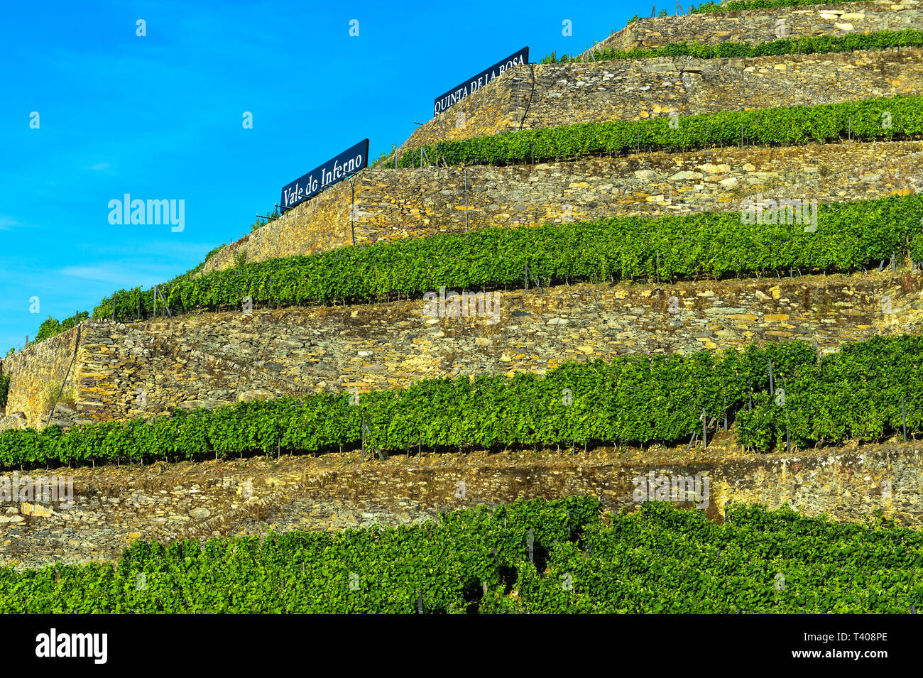 Terraced vineyard on dry stone walls on a steep slope, vineyard Hell ...