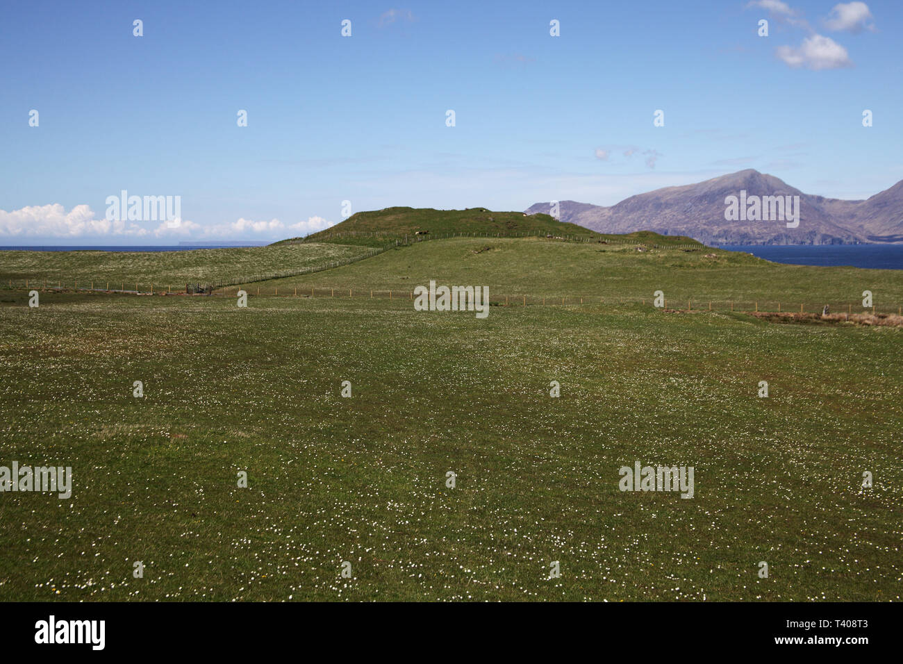 Wildflower meadows on the Isle of Muck with the Isle of Rhum beyond ...