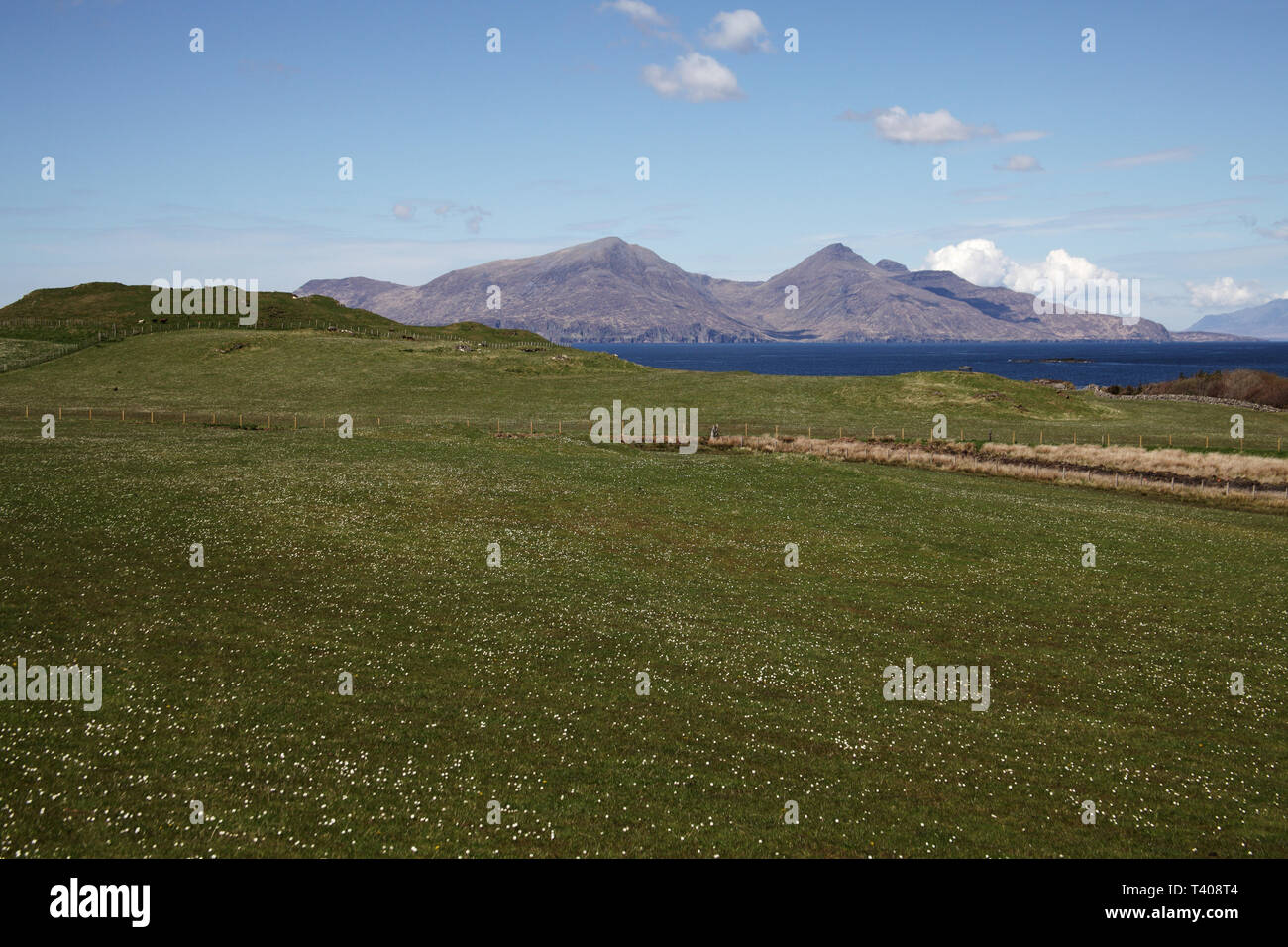 Wildflower meadows on the Isle of Muck with the Isle of Rhum beyond ...