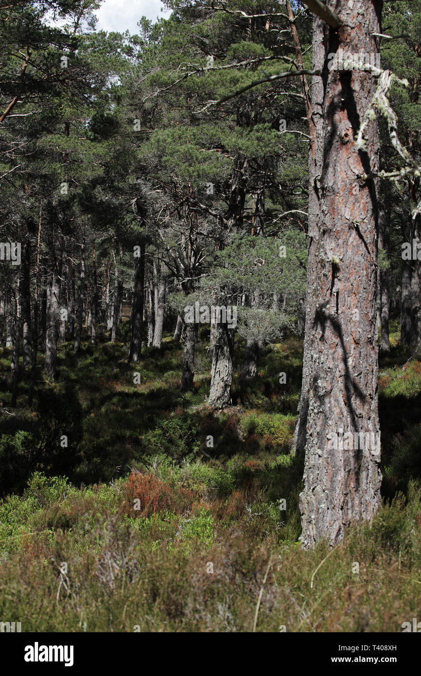 Ancient Caledonian pine forest Loch Garten RSPB Reserve Highlands ...