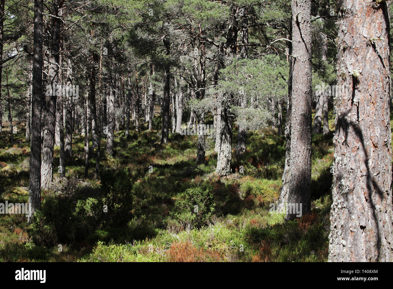 Ancient Caledonian pine forest Loch Garten RSPB Reserve Highlands ...