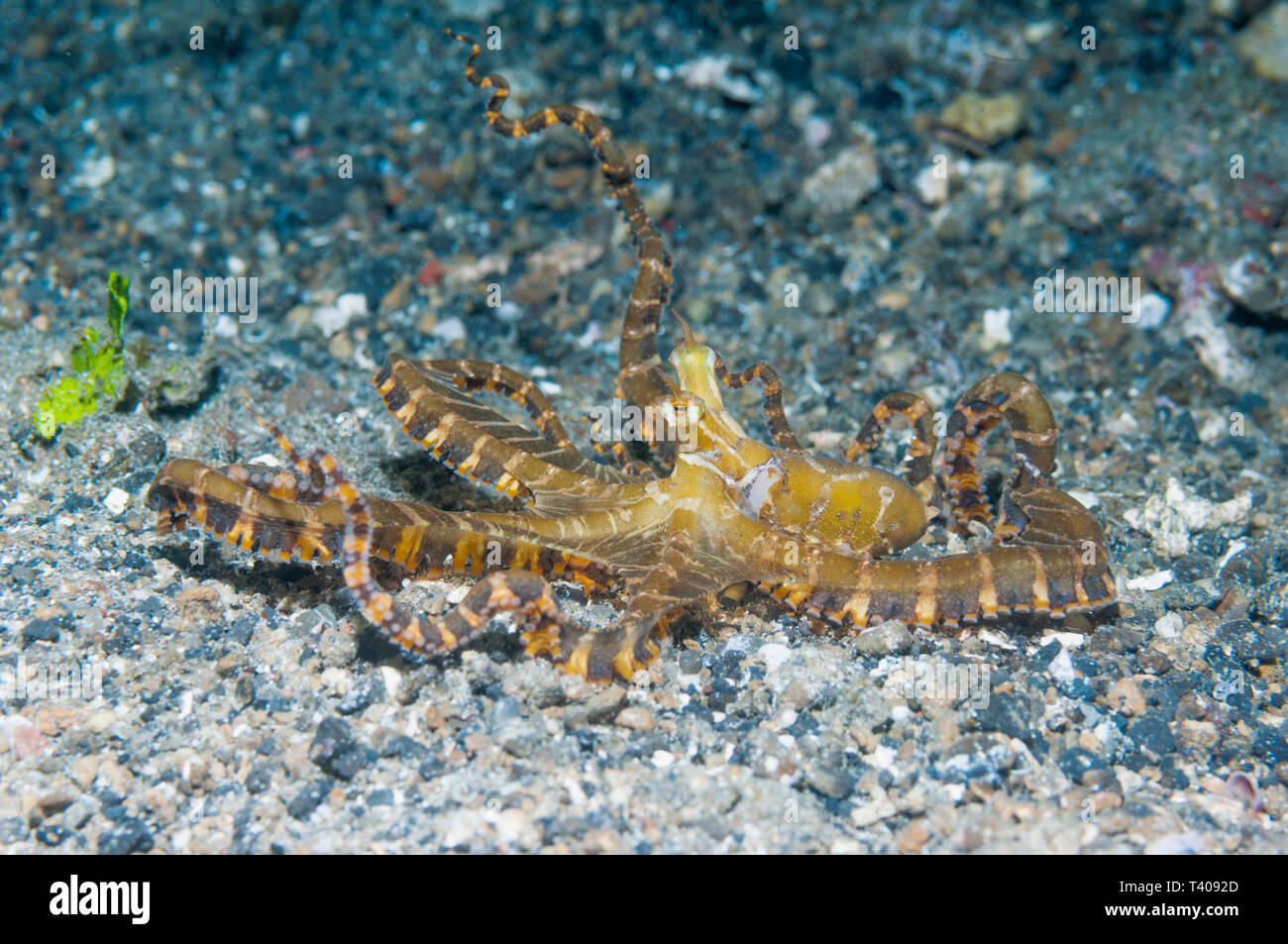 Wonderpus [Wunderpus photogenicus]. Long-armed octopus. Lembeh Strait ...
