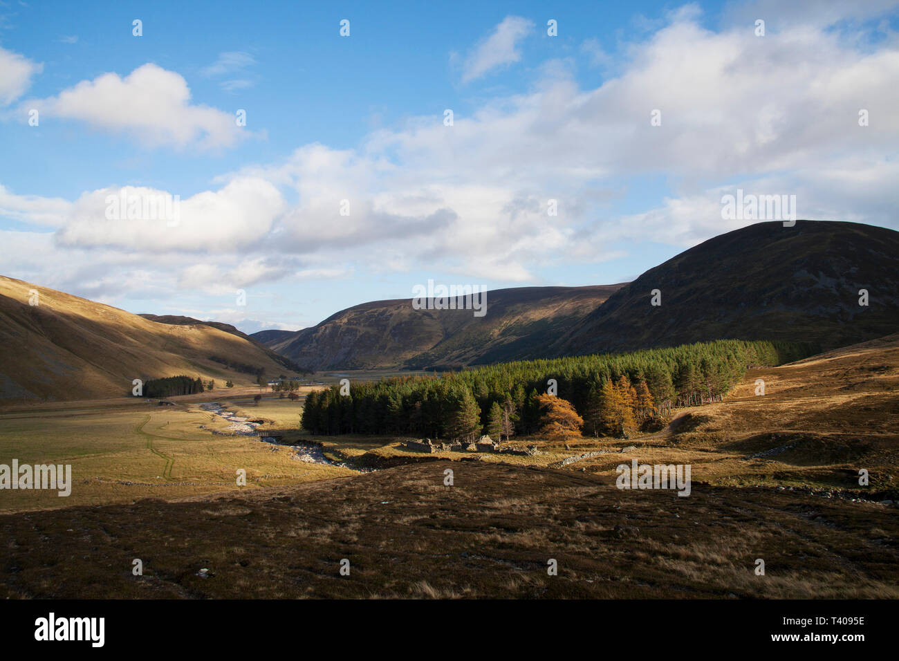 Conifer plantation hi-res stock photography and images - Alamy