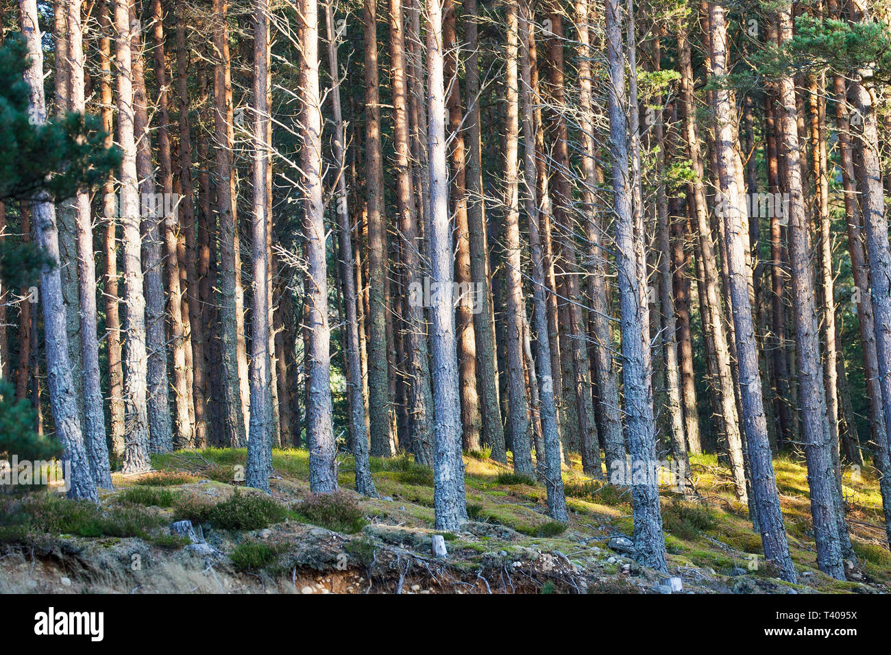 Scots pine Pinus sylvestris trees Inshriach Forest Glen Feshie ...