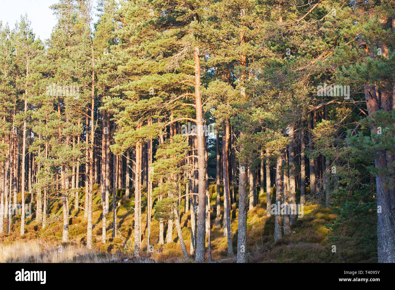 Scots pine Pinus sylvestris trees Inshriach Forest Glen Feshie ...