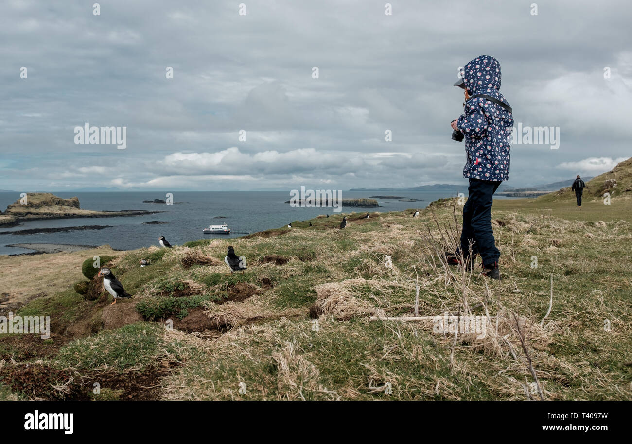 Young girl taking a photo of a puffin on the Scottish Island of Lunga ...