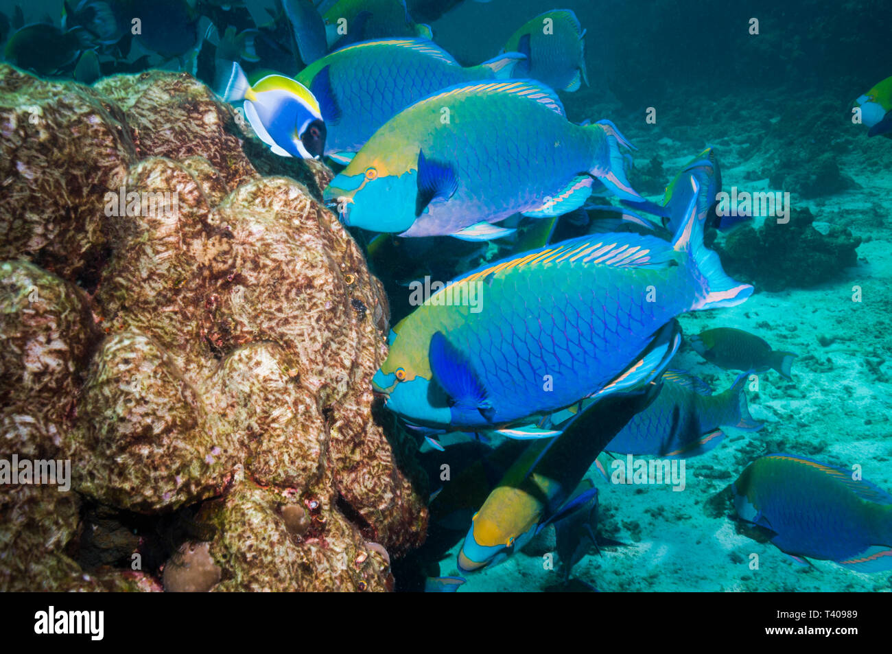 Surgeonfish grazing hi-res stock photography and images - Alamy