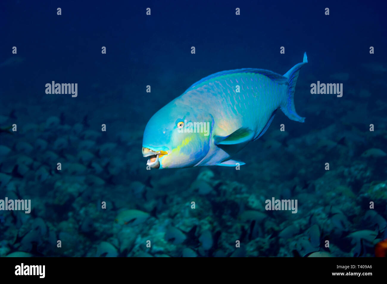 Indian ocean marine life hi-res stock photography and images - Alamy