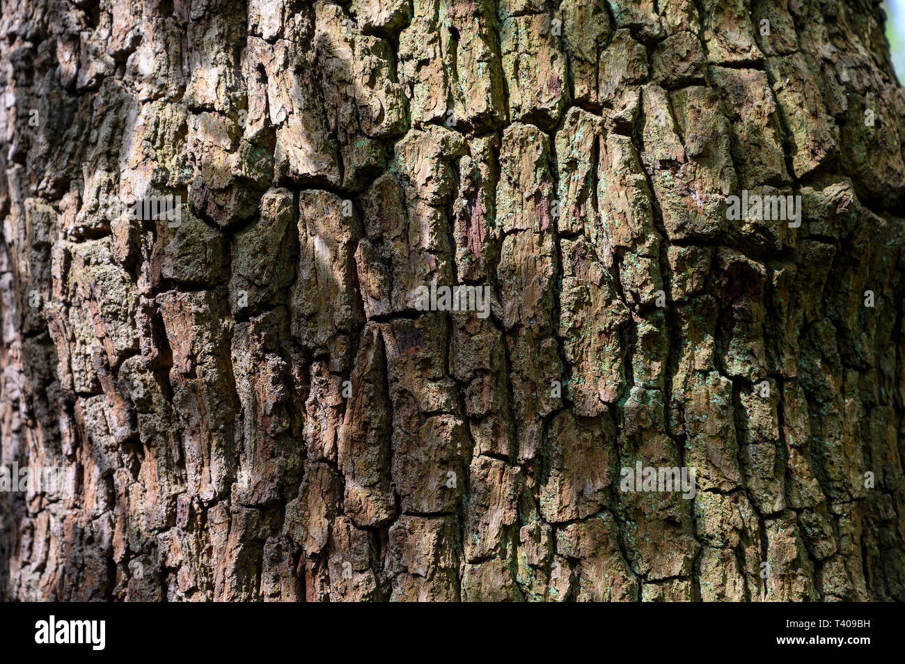 sunny Tree bark in Queens Wood - North London Stock Photo - Alamy