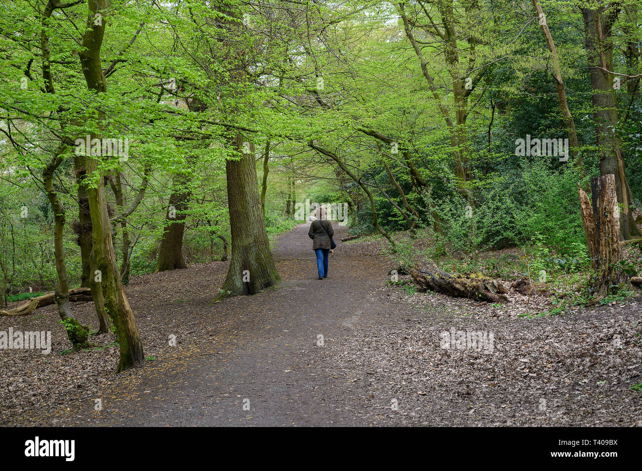 Queen's wood, london hi-res stock photography and images - Alamy