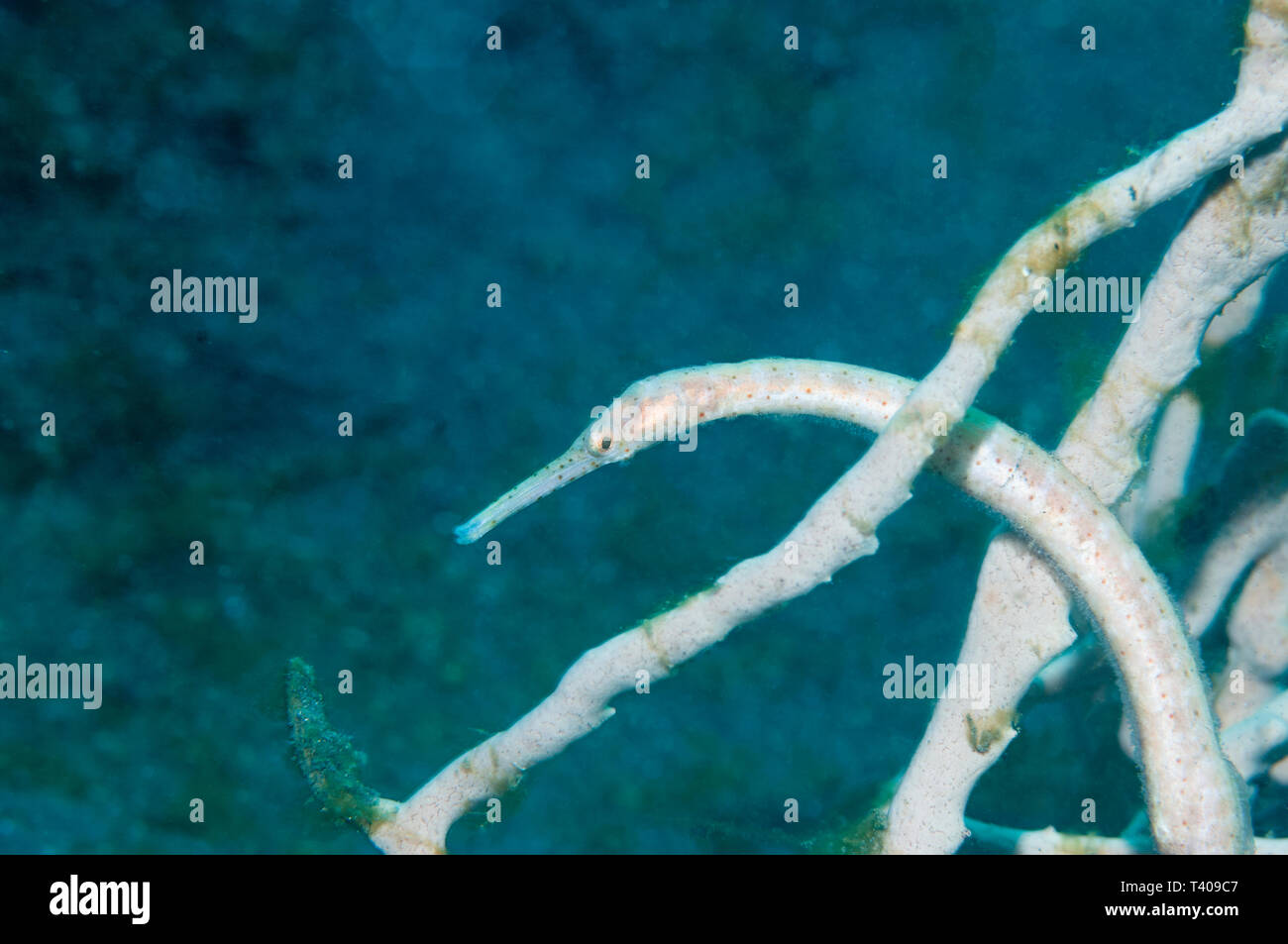 Bent pipefish hi-res stock photography and images - Alamy