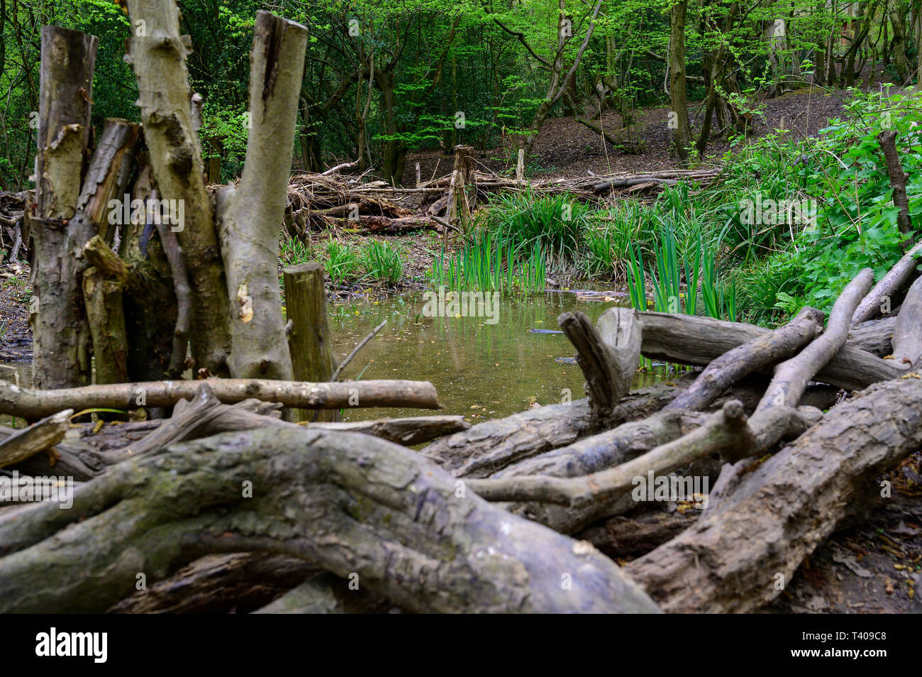 Queens wood hi-res stock photography and images - Alamy