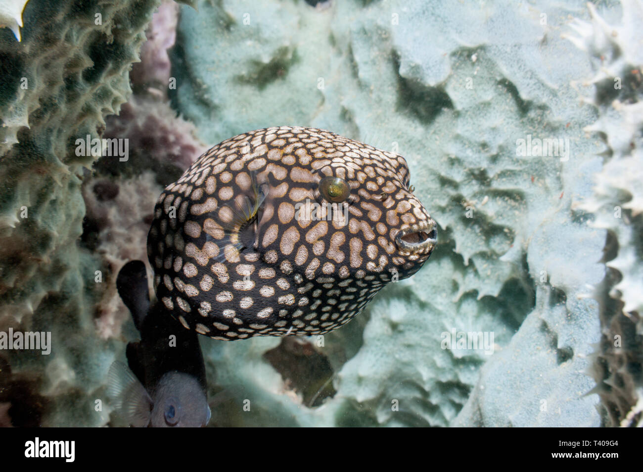 Map Puffer [Arothron mappa]. North Sulawesi, Indonesia. Indo-West ...