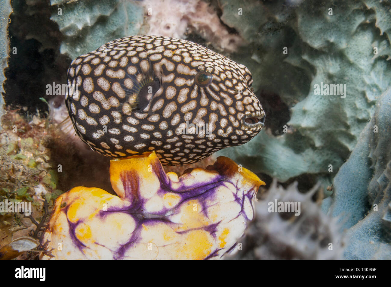 Map Puffer [Arothron mappa]. North Sulawesi, Indonesia. Indo-West ...