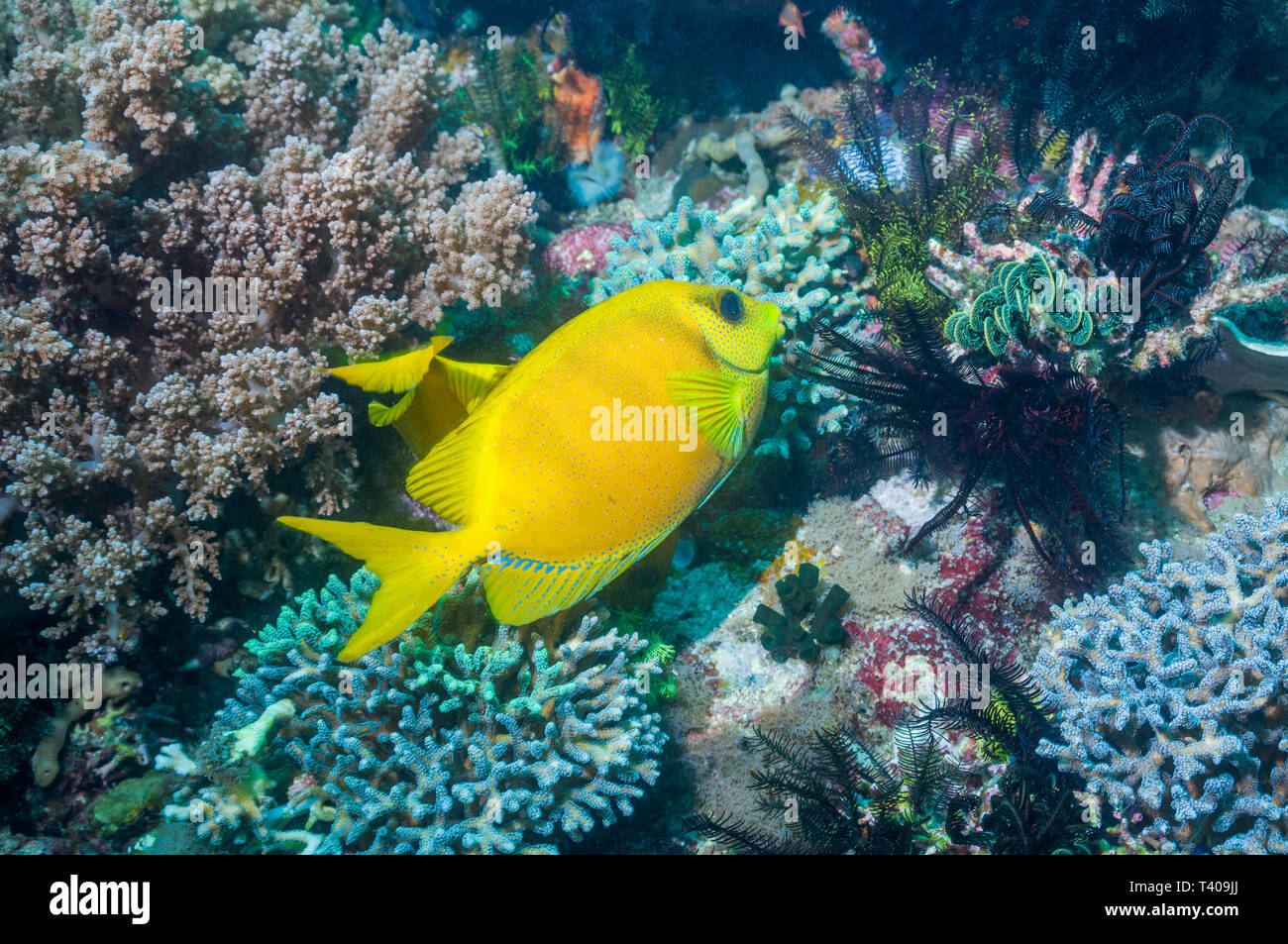 Coral Rabbitfish [Siganus carallinus]. Komodo National Park, Indonesia ...