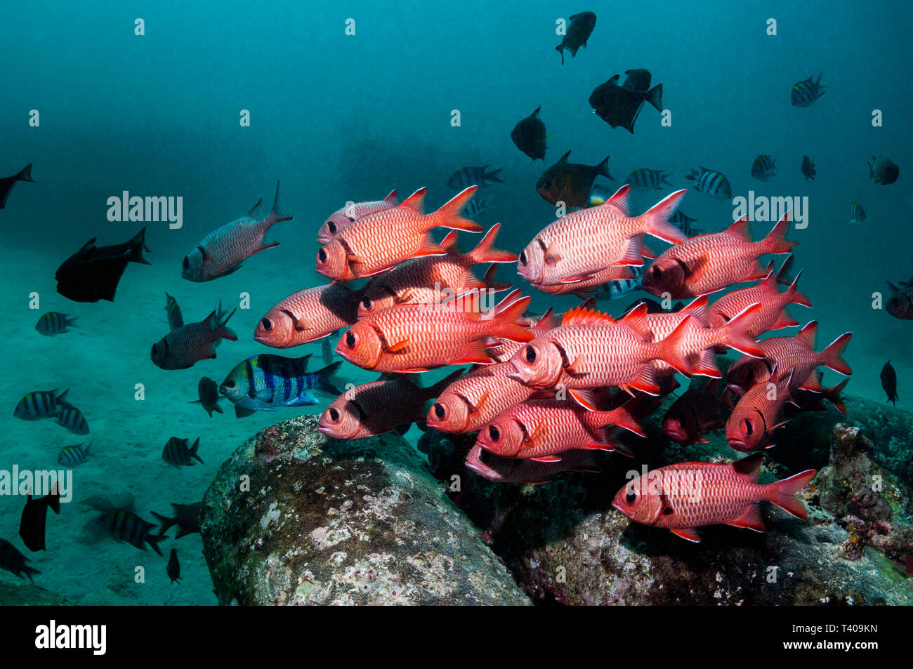 Red soldierfish [Myripristis murdjan] school over artificial reef ...
