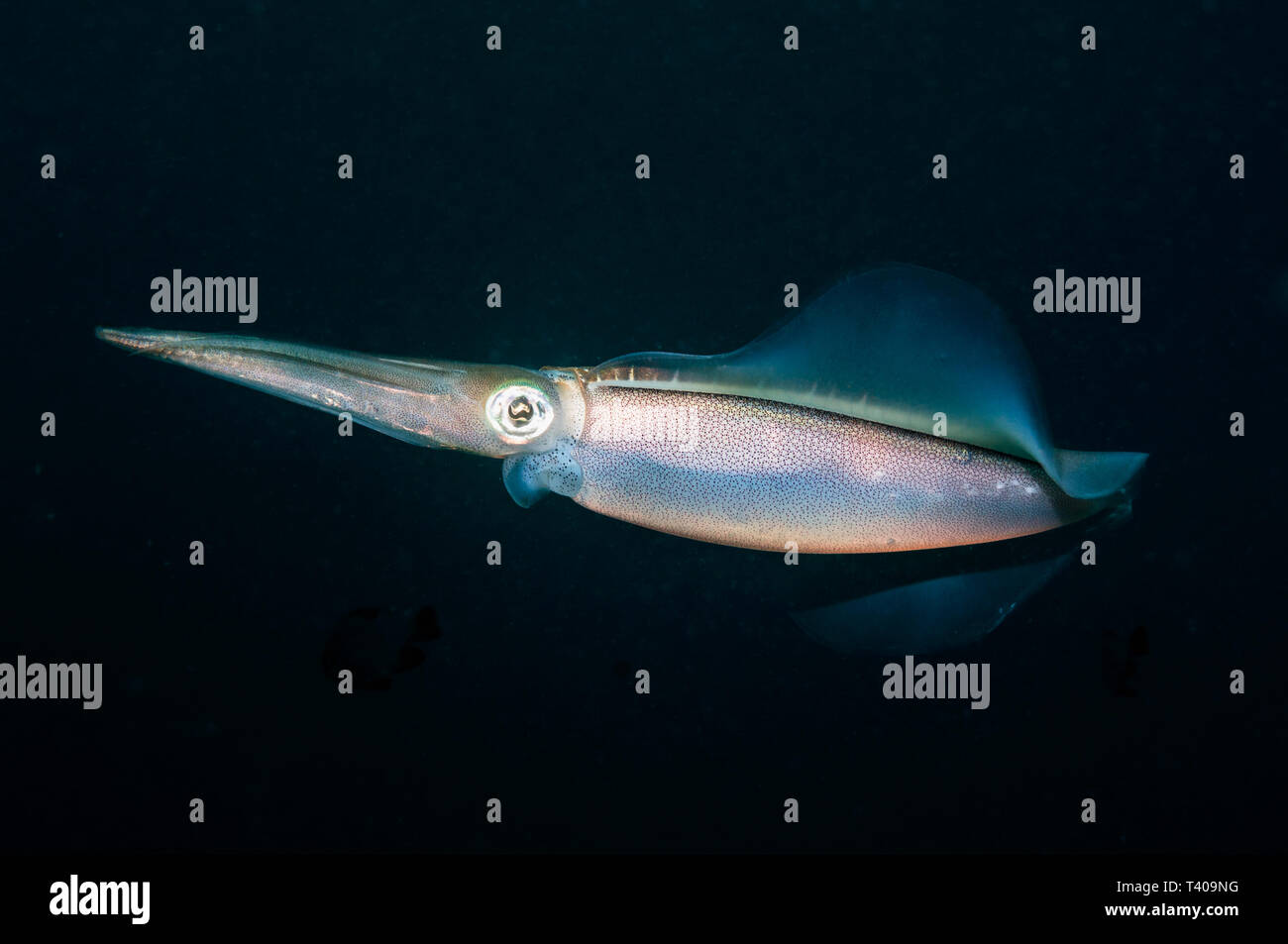 Bigfin Reef squid [Sepioteuthis lessoniana]. Puerto Galera, Philippines ...